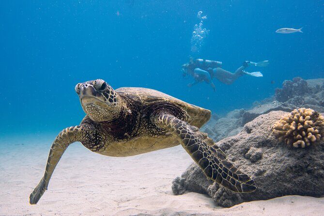 Scuba Dive at Electric Beach - Key Points