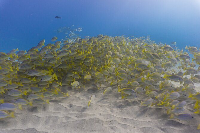 Scuba Dive at Electric Beach - An In-Depth Look at the Electric Beach Experience