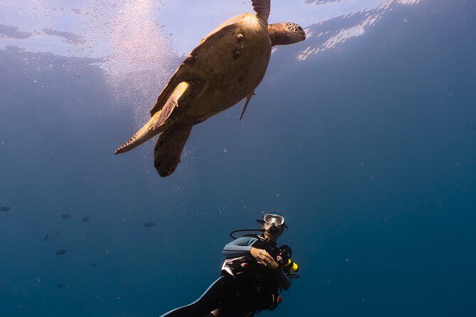 Scuba Dive at Electric Beach - The Sum Up: Who Should Consider This Tour