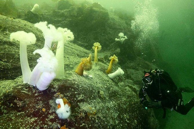 Scuba Dive Boat Charter in Vancouver (Certified Divers Only!) - Who Is This Tour Best For?