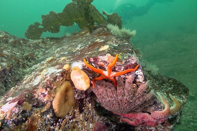 Scuba Dive Boat Charter in Vancouver (Certified Divers Only!) - Final Thoughts: Why Choose This Vancouver Dive & Scenic Boat Trip?