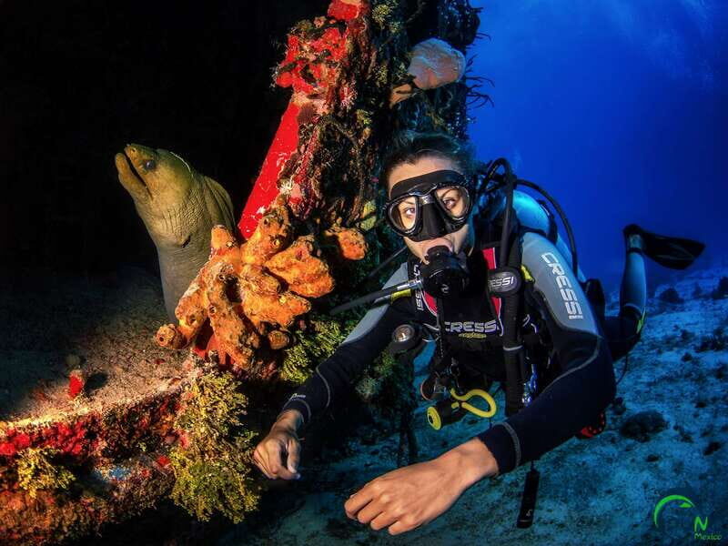 Scuba Dive in Playa del Carmen - 2 Dives (Certified divers) - Who Is This Tour Best Suited For?