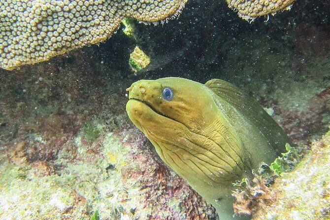 Scuba Dive in the best reefs in the Riviera Maya 2 tanks - Diving into the Details of the Riviera Maya Scuba Tour 