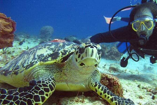 Scuba Dive in the best reefs in the Riviera Maya 2 tanks - FAQ
