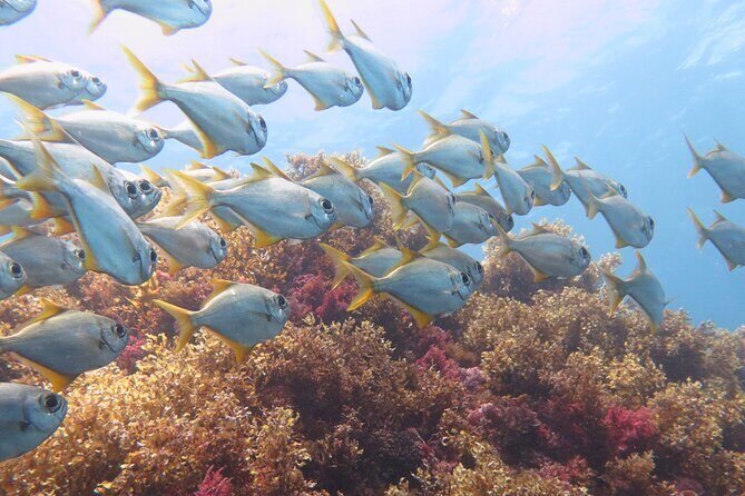 Scuba Dive The Beautiful Rottnest Island for Certified divers - Why the Marine Environment Around Rottnest Matters