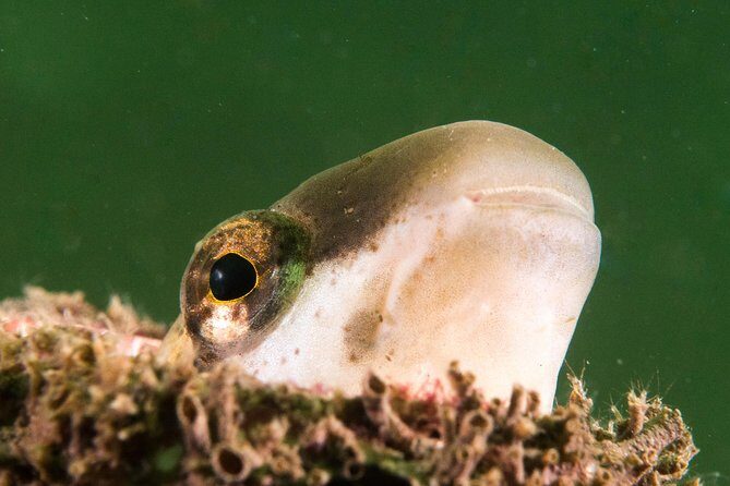 Scuba Dive The Beautiful Rottnest Island for Certified divers - The Practical Side: What You Need to Know