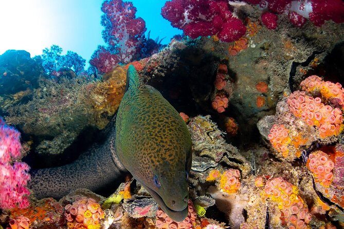 Scuba Dive the S.S. Yongala Wreck on the Great Barrier Reef. - The Ultimate Guide to the SS Yongala Wreck Tour