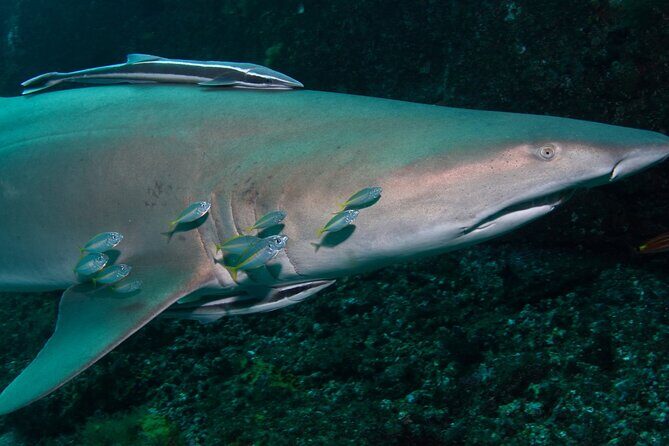 Scuba Dive With Grey Nurse Sharks in Bushrangers Bay - What Makes This Tour Stand Out?