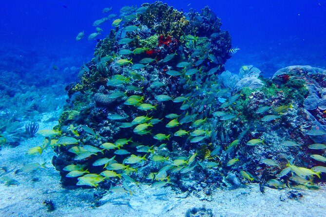 Scuba Diver Certification Course - Who Would Love This Course?