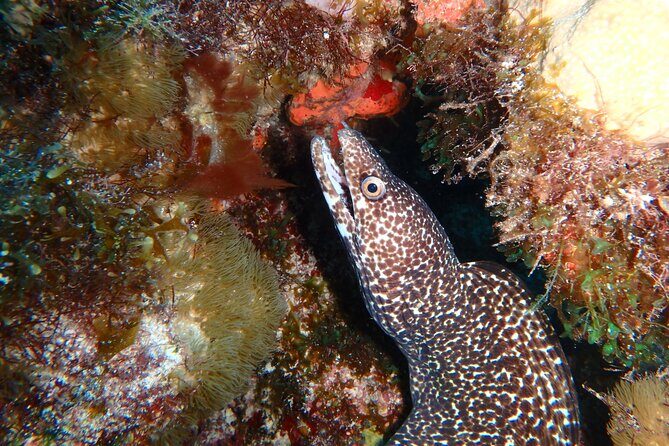 Scuba Diver Certification Course - What Past Participants Say