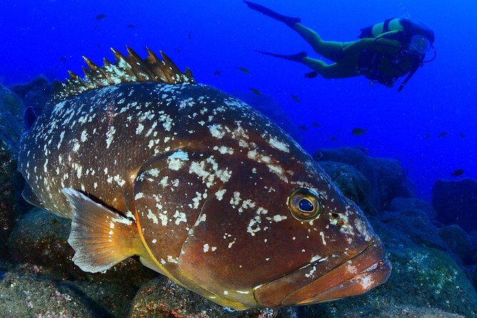 Scuba Diving - Introduction