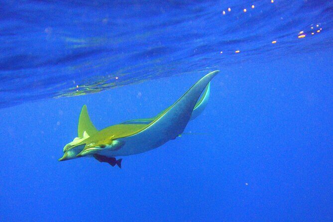 Scuba Diving - What Makes This Scuba Dive in São Miguel Special?