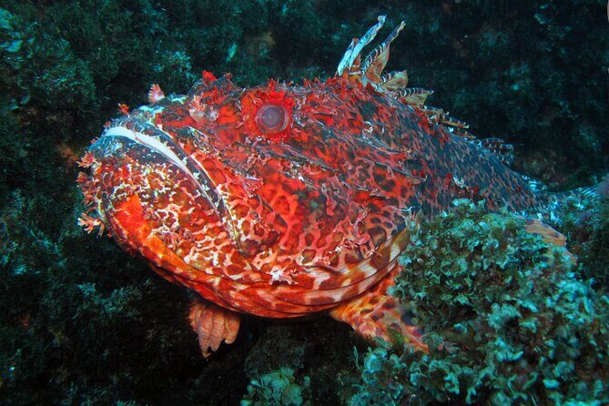 Scuba Diving - Authentic Insights from Travelers