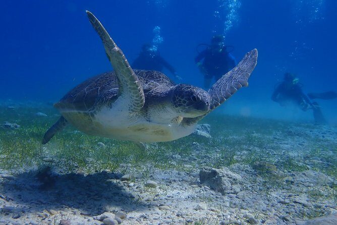 Scuba Diving Activity in Pernera - Final Thoughts