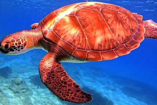 Scuba Diving Adventure at Green Bay Beach - Key Points
