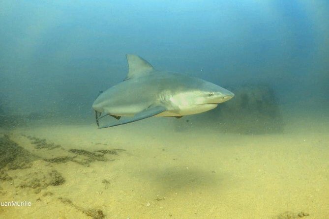 Scuba Diving adventure Cabo pulmo - Introduction: A Guide to the Cabo Pulmo Scuba Experience