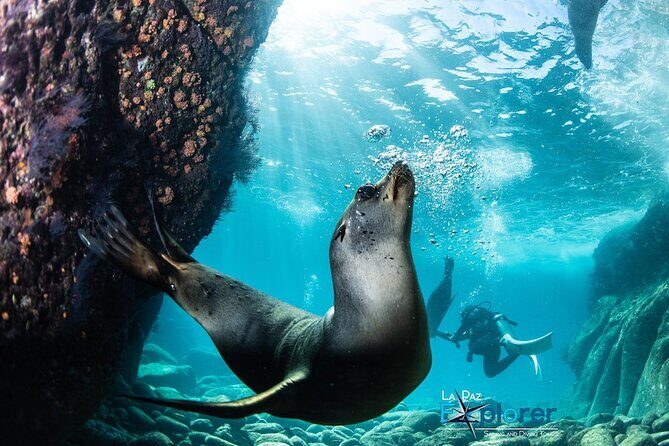 Scuba Diving Adventure in La Paz - Exploring the Scuba Diving Adventure in La Paz