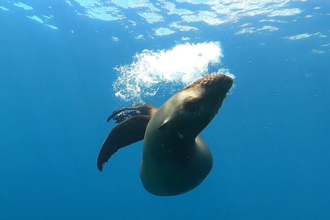 Scuba Diving Adventure in La Paz - Price and Value