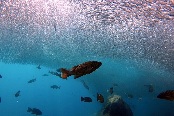 Scuba Diving Adventure in La Paz - Who Should Consider This Tour?