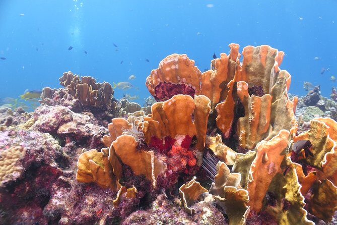 Scuba Diving Adventure WITHOUT CERTIFICATION! Try it today! - Key Points