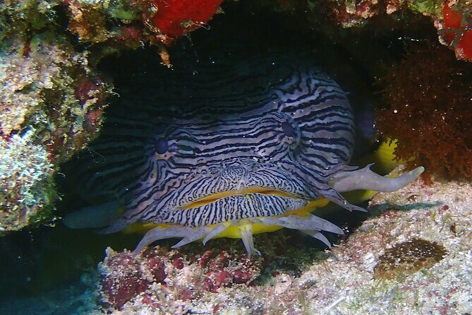 Scuba Diving Adventure WITHOUT CERTIFICATION! Try it today! - Who Will Love This Tour?