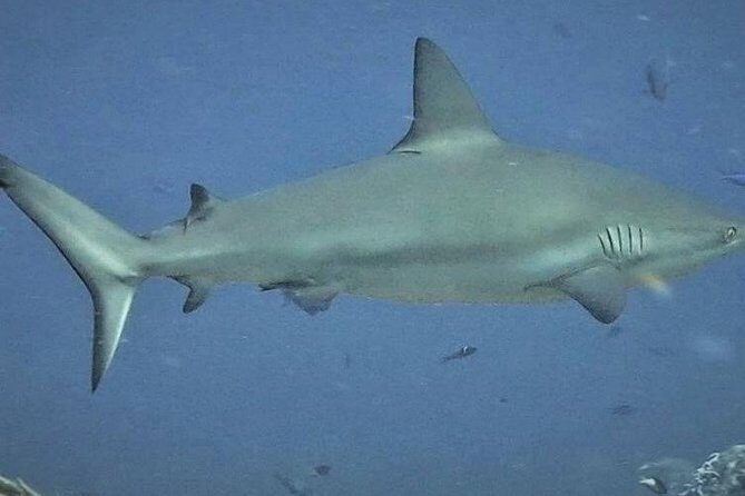 Scuba Diving Adventure WITHOUT CERTIFICATION! Try it today! - Final Thoughts