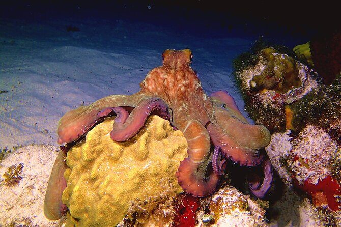 Scuba Diving Adventure WITHOUT CERTIFICATION! Try it today! - FAQs