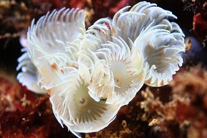 Scuba Diving Albufeira-Double Dive Trip - Why Choose the Scuba Diving Albufeira - Double Dive Trip?