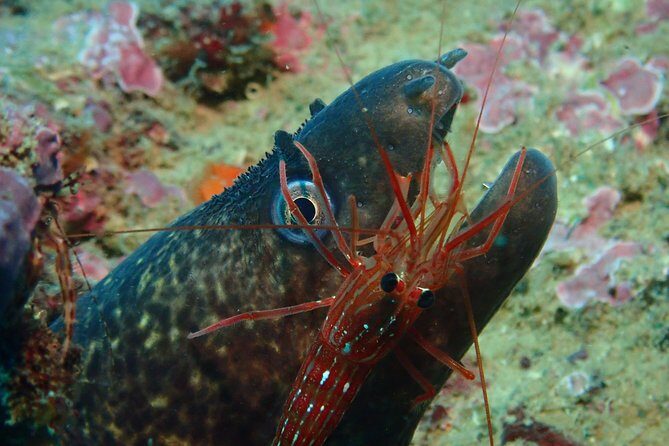 Scuba Diving Albufeira-Double Dive Trip - The Experience’s Strengths