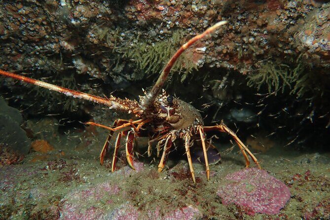 Scuba Diving Albufeira-Double Dive Trip - The Cost-Value Analysis