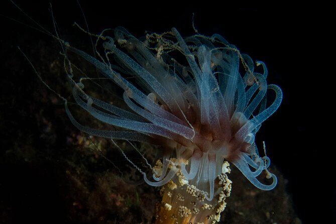 Scuba Diving Albufeira-Double Dive Trip - Final Thoughts: Who Will Love This Experience?