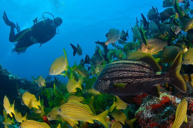 Scuba Diving around the Riviera Maya Reefs