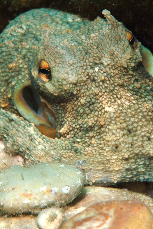 Scuba Diving Beginners/Experts Pefkos Lindos Rhodes Greece - Authentic Reviewer Insights