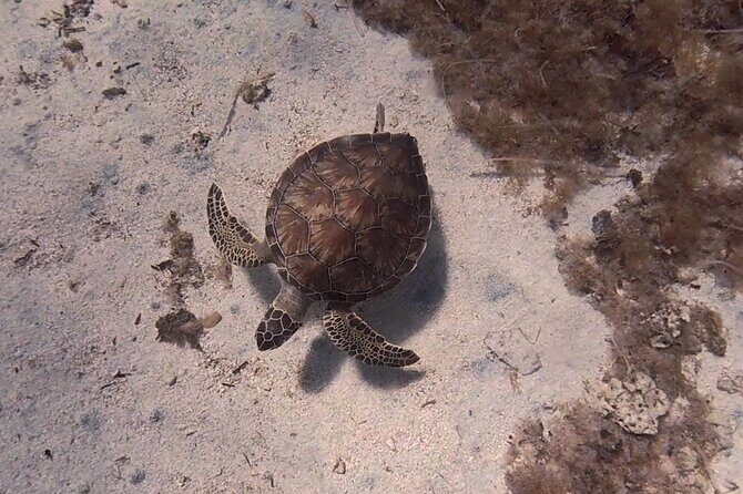 Scuba Diving Experience (10+ Years) AND Free Edited Video - What Makes This Tour Stand Out?