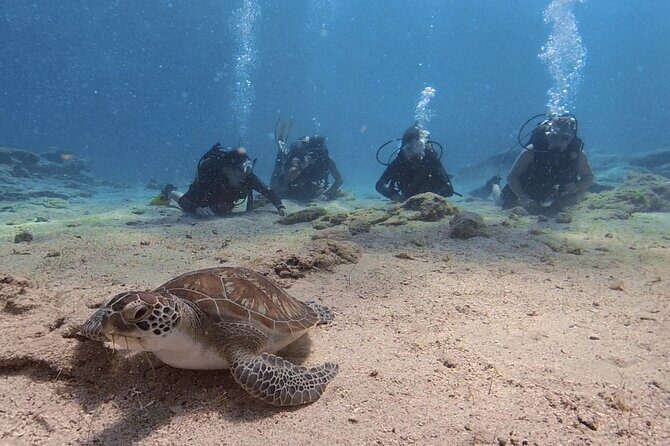 Scuba Diving Experience (10+ Years) AND Free Edited Video - The Booking and Logistics