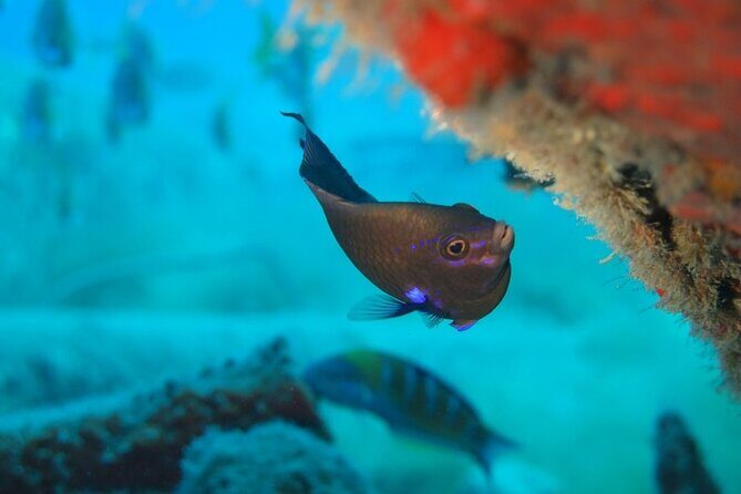 Scuba Diving Experience at Arguineguin and Puerto Rico - Who Should Consider This Tour?