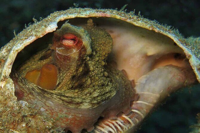 Scuba Diving Experience for Beginners in Ponta de São Lourenço - Authentic Experiences from Reviewers