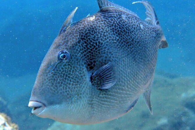 Scuba Diving Experience for Beginners in Ponta de São Lourenço - Who This Tour Is Perfect For