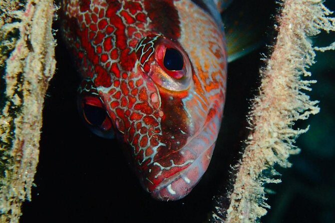 Scuba Diving Experience in Taormina - The Experience from a Reviewer’s Perspective