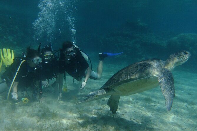 SCUBA DIVING first time experience - The Dive Site and Marine Life
