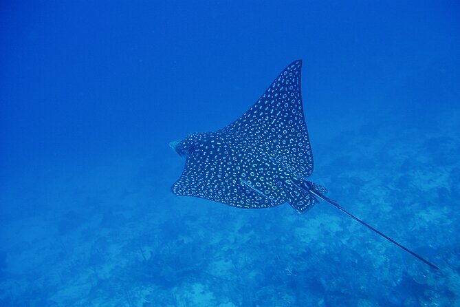 Scuba Diving for Beginners in Acapulco - Key Points
