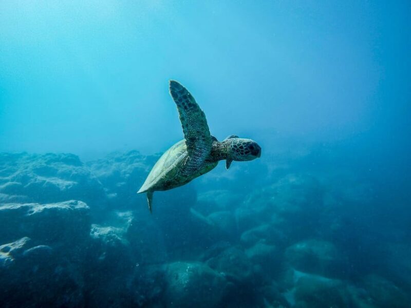 Scuba diving for beginners in crystal clear sea of Halkidiki - Key Points