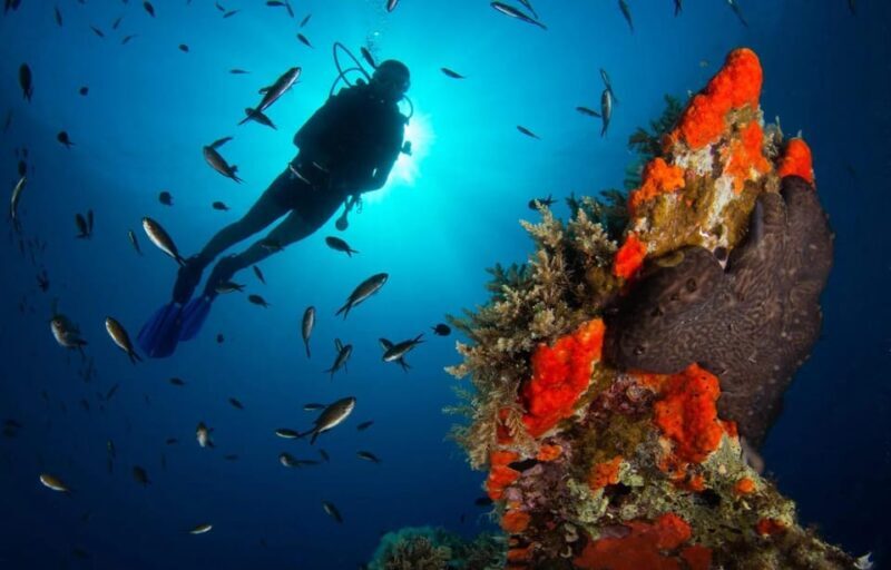 Scuba diving for beginners in crystal clear sea of Halkidiki - An Underwater Adventure in Halkidiki