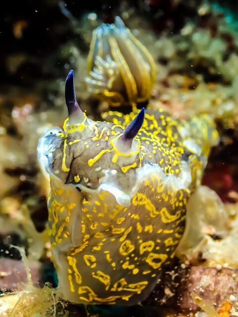 Scuba diving for beginners in crystal clear sea of Halkidiki - Practical Details and Tips