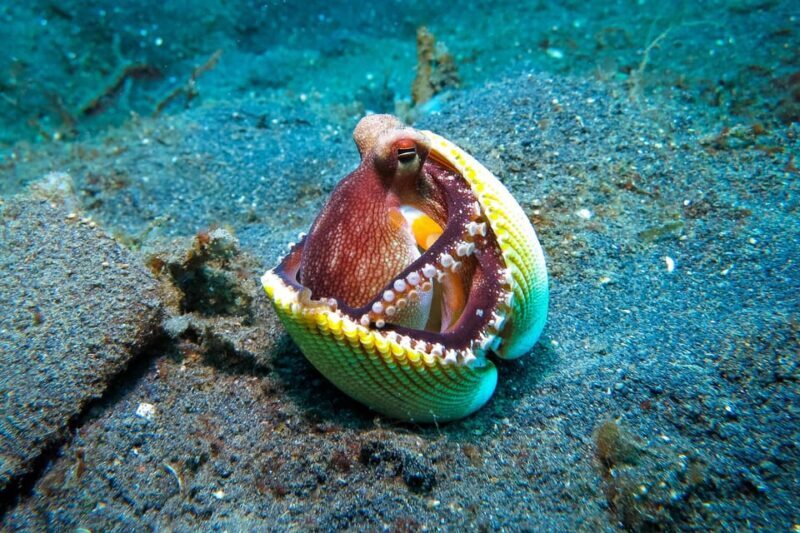 Scuba diving for beginners in crystal clear sea of Halkidiki - Final Thoughts