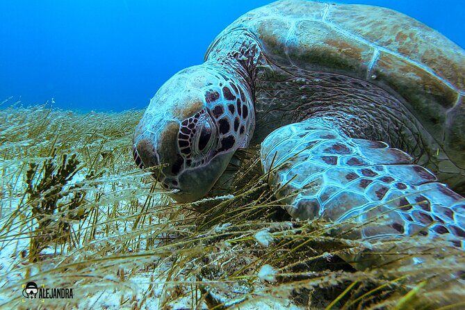 Scuba Diving for Beginners Playa del Carmen or Tulum - A Balanced Perspective: The Pros and Cons