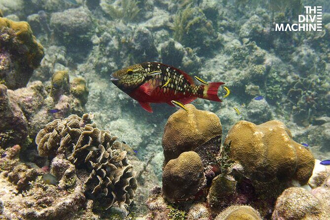 Scuba Diving for Beginners Playa del Carmen or Tulum - Final Thoughts