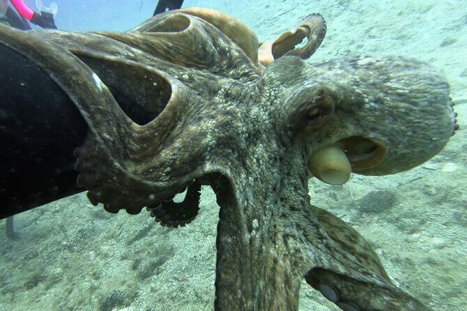 Scuba Diving for Beginners with a PADI Instructor near Heraklion - What to Expect from the Experience