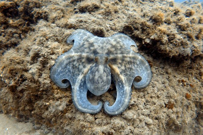 Scuba Diving for Certified Divers in Costa Adeje - Final Thoughts