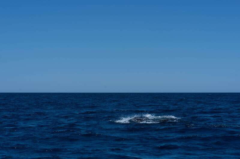 Scuba diving in a National Marine Park of Cabo Pulmo - Practical Details and Tips